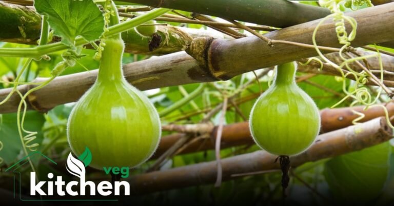 A Comprehensive Guide to Growing Calabash Kitchen Gardening