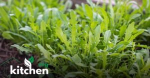 Arugula Seeds: Planting Tips & Growing Guide