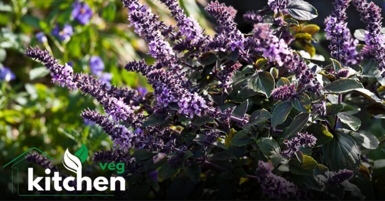 African Blue Basil: A Gardener's Guide to Cultivation