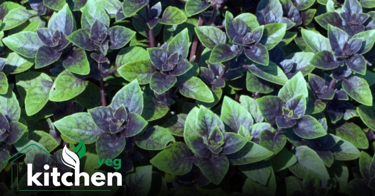 African Blue Basil: A Gardener's Guide to Cultivation