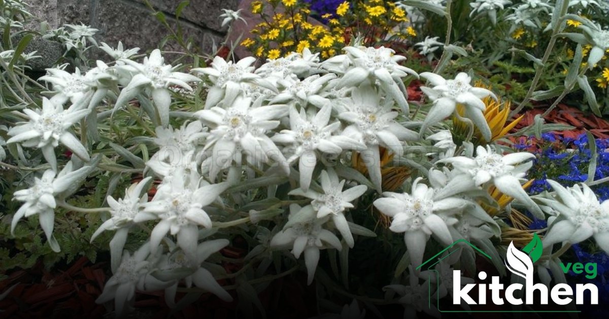 edelweiss flower