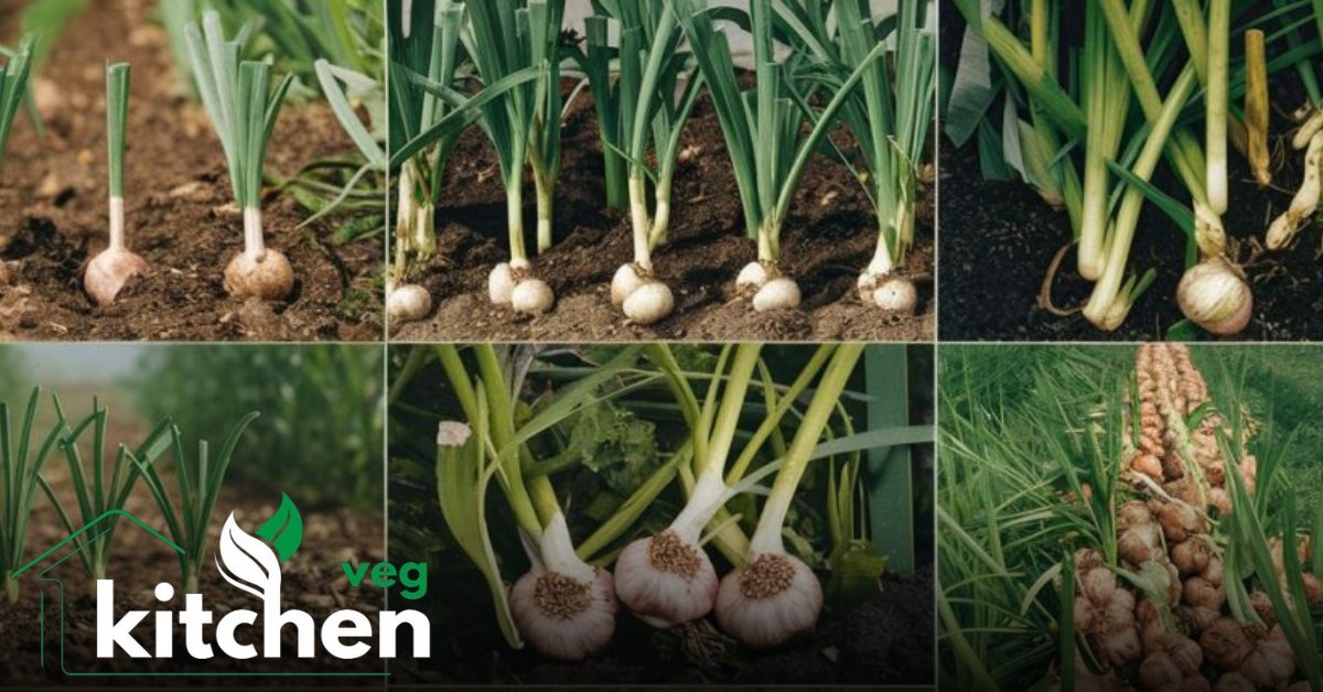 Garlic Growing Stages From Seed to Harvest