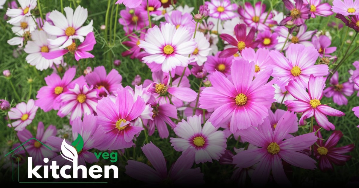 Cosmos Flowers: A Gardener’s Guide to Vibrant Blooms