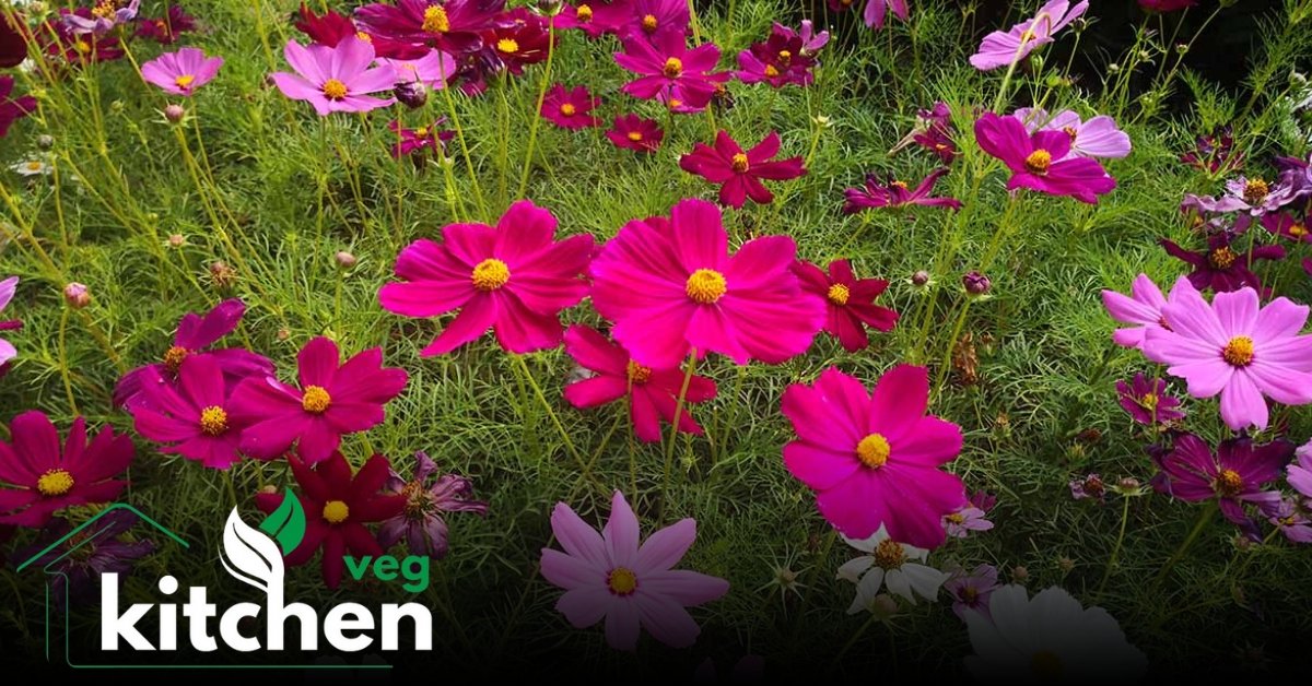 Cosmos Flowers: A Gardener’s Guide to Vibrant Blooms