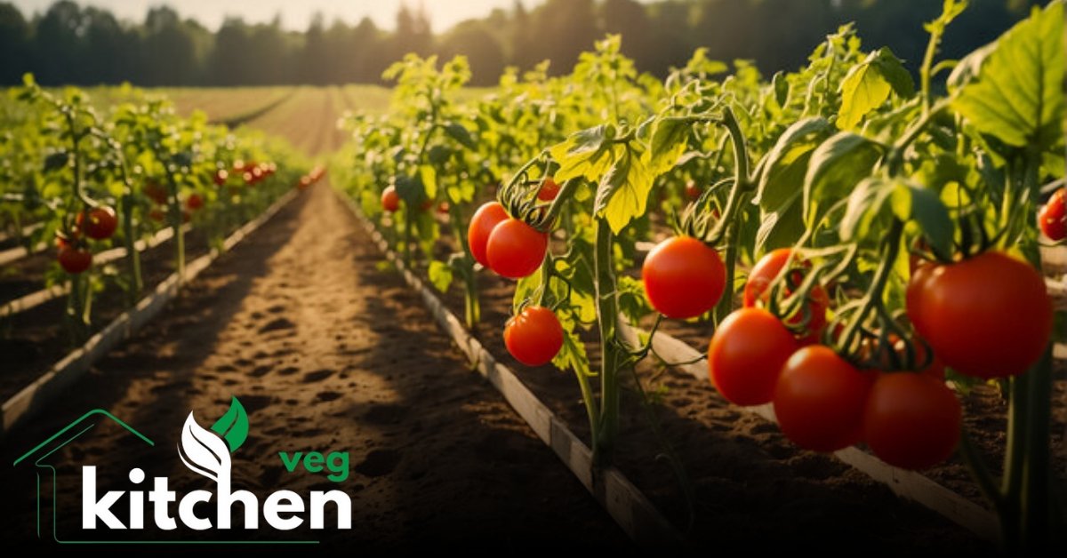Red Tomatoes- Kitchen Veg