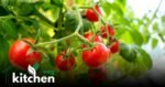 Red Tomatoes- Kitchen Veg