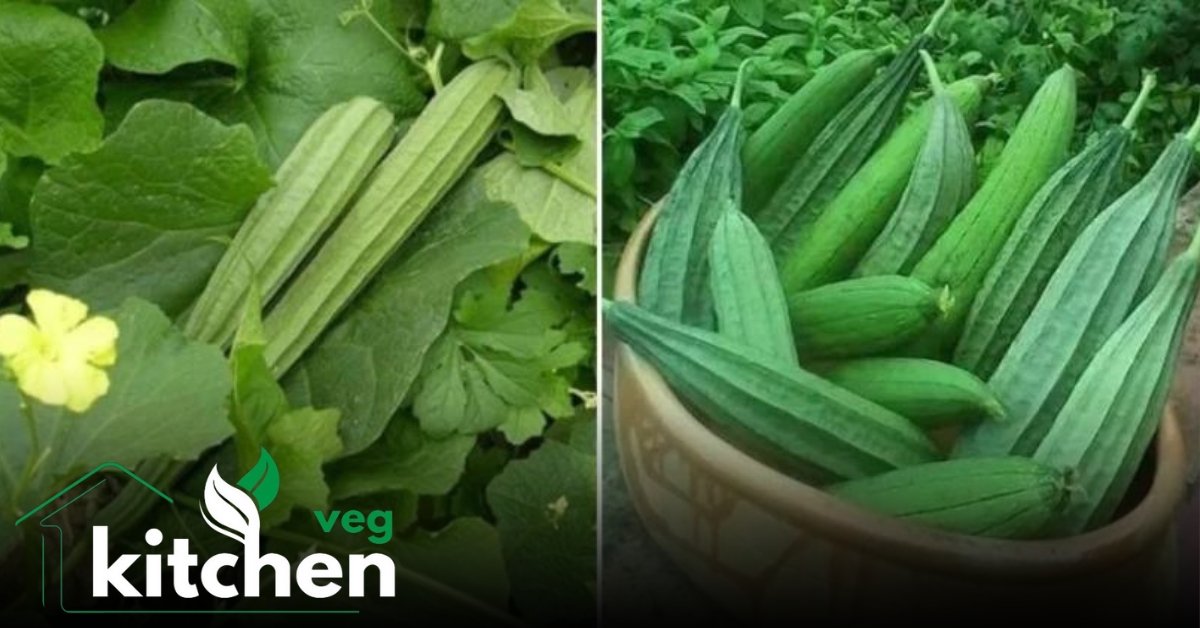 Ridge Gourd: A Comprehensive Guide to Growing