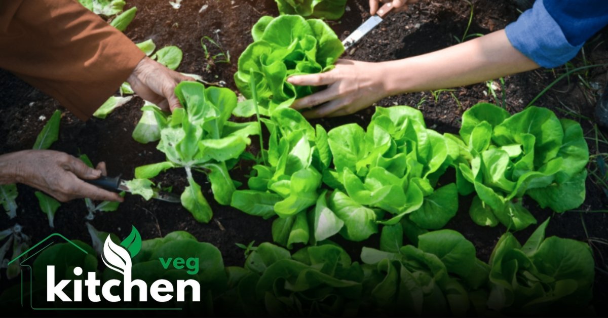 The Ultimate Guide to Bibb Lettuce: Cultivation, Nutrition