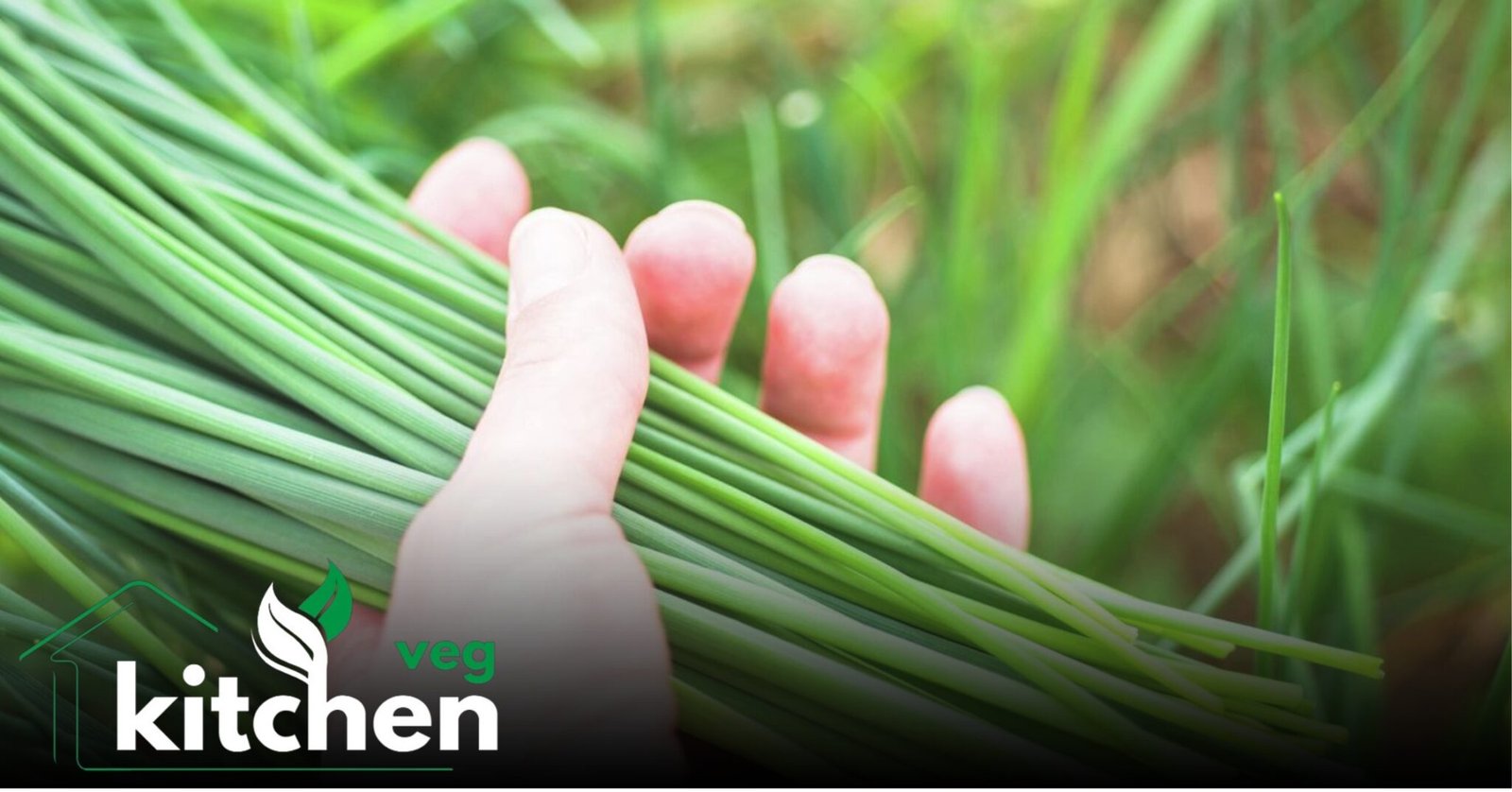 chive underground Kitchen Gardening