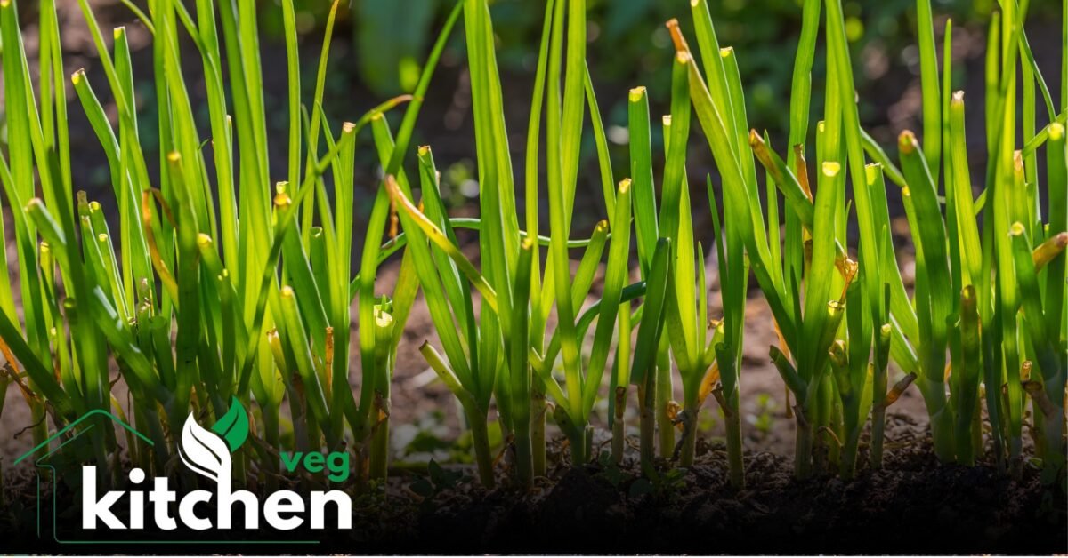 chive underground Kitchen Gardening