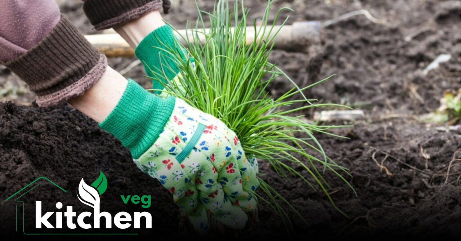 chive underground Kitchen Gardening