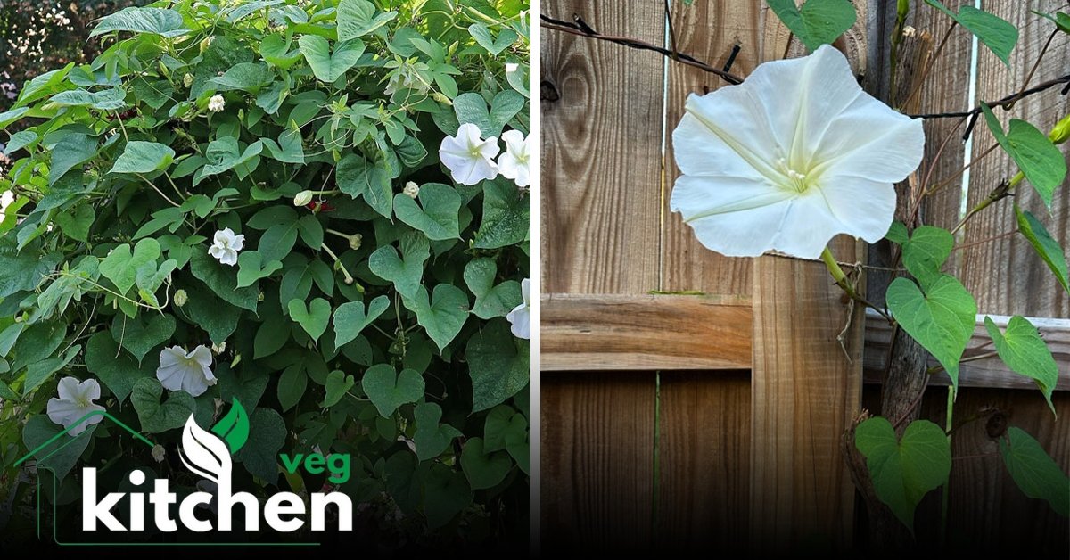 How to Grow Moon Flower in your Garden Kitchen Gardening