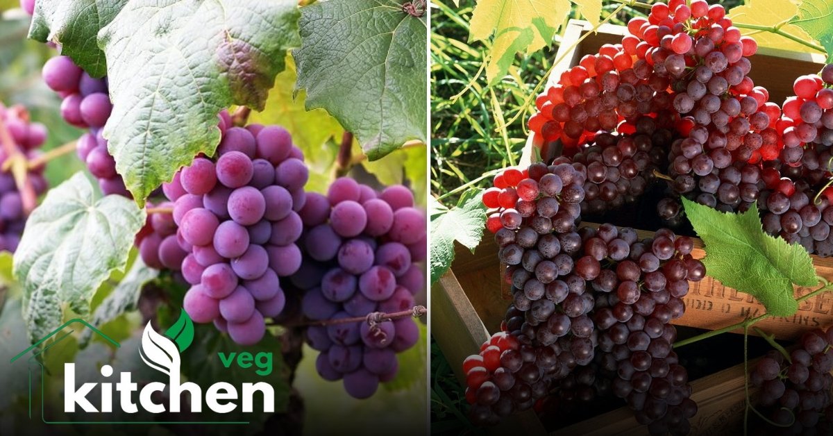 Top 10 Red Fruits to Grow in Your Home Garden