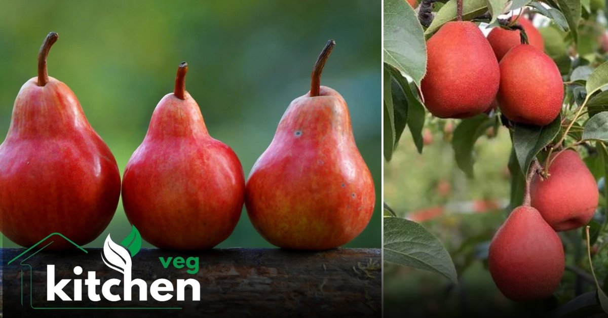 Top 10 Red Fruits to Grow in Your Home Garden