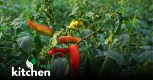 The Ultimate Guide to Gypsy Peppers: Growing, harvesting