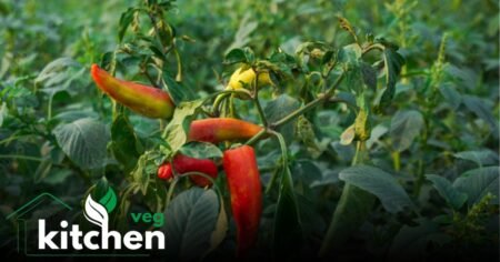 The Ultimate Guide to Gypsy Peppers: Growing, harvesting