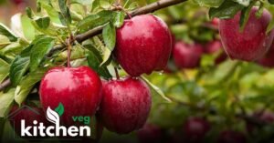 The Comprehensive Guide to Red Apples: Cultivation,Benefits